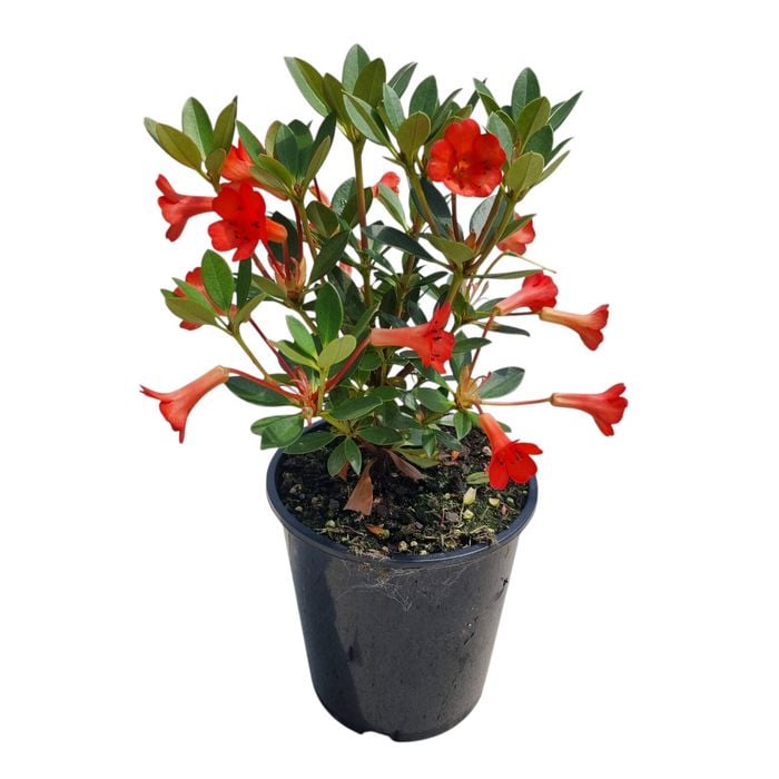 3.3L Vireya Saxon Glow - Vireya - Bunnings New Zealand