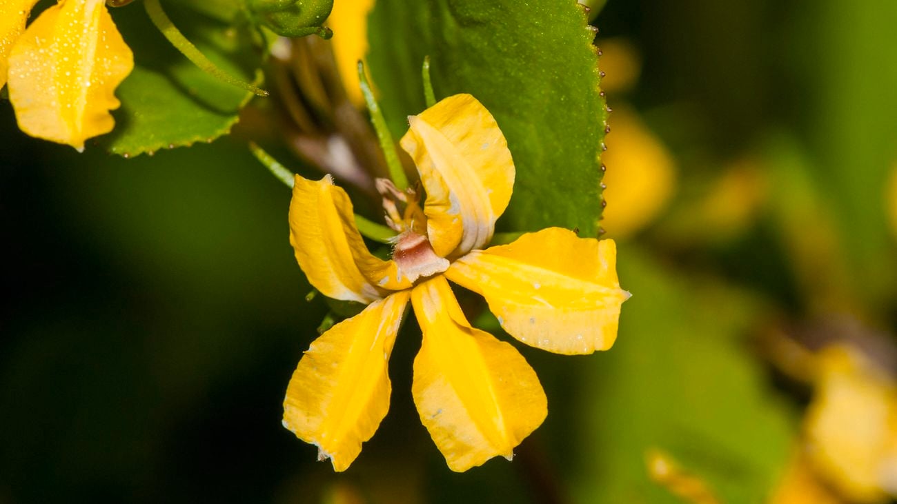 How To Attract Butterflies And Bees To Your Garden - Bunnings Australia