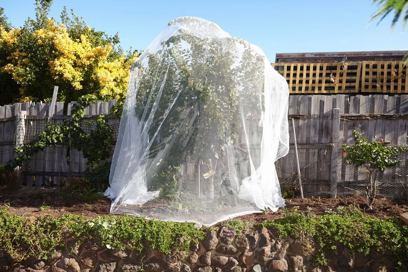 Four Ways To Protect Plants From Possums - Bunnings Australia