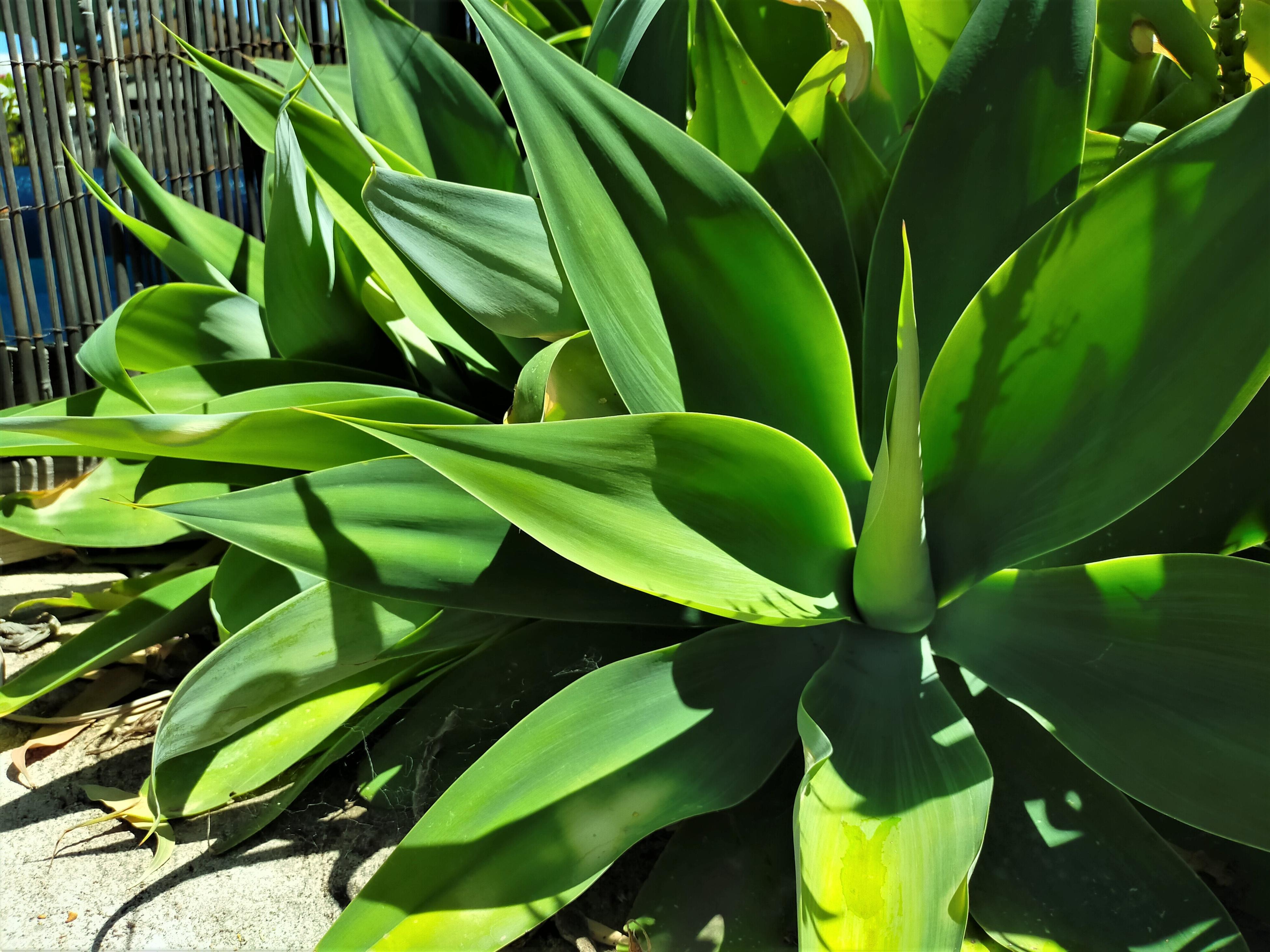 Agave Plant