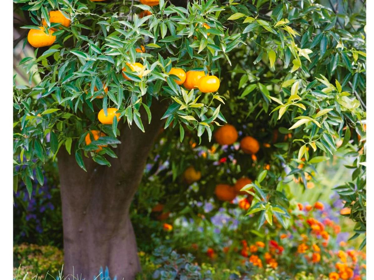 Trees & Shrubs - Bunnings Australia