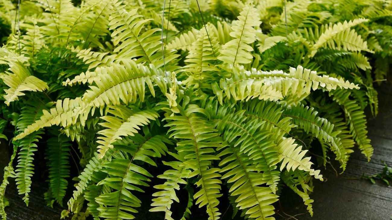 Guide To Growing Ferns - Bunnings Australia