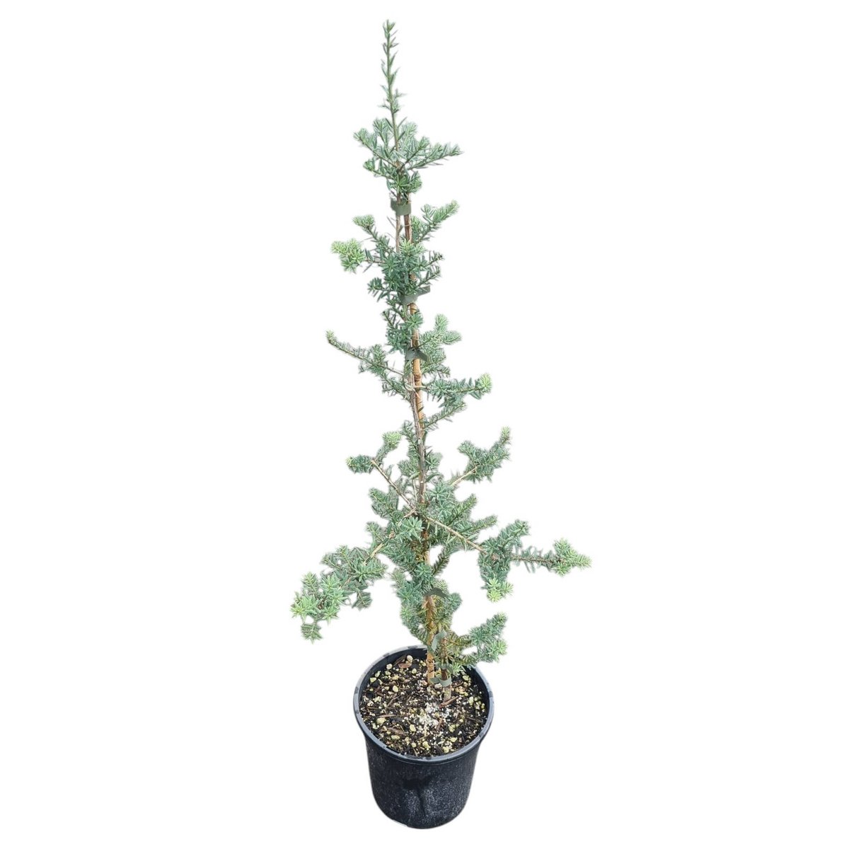 4L Blue Totara - Podocarpus Matapouri Blue - Bunnings New Zealand