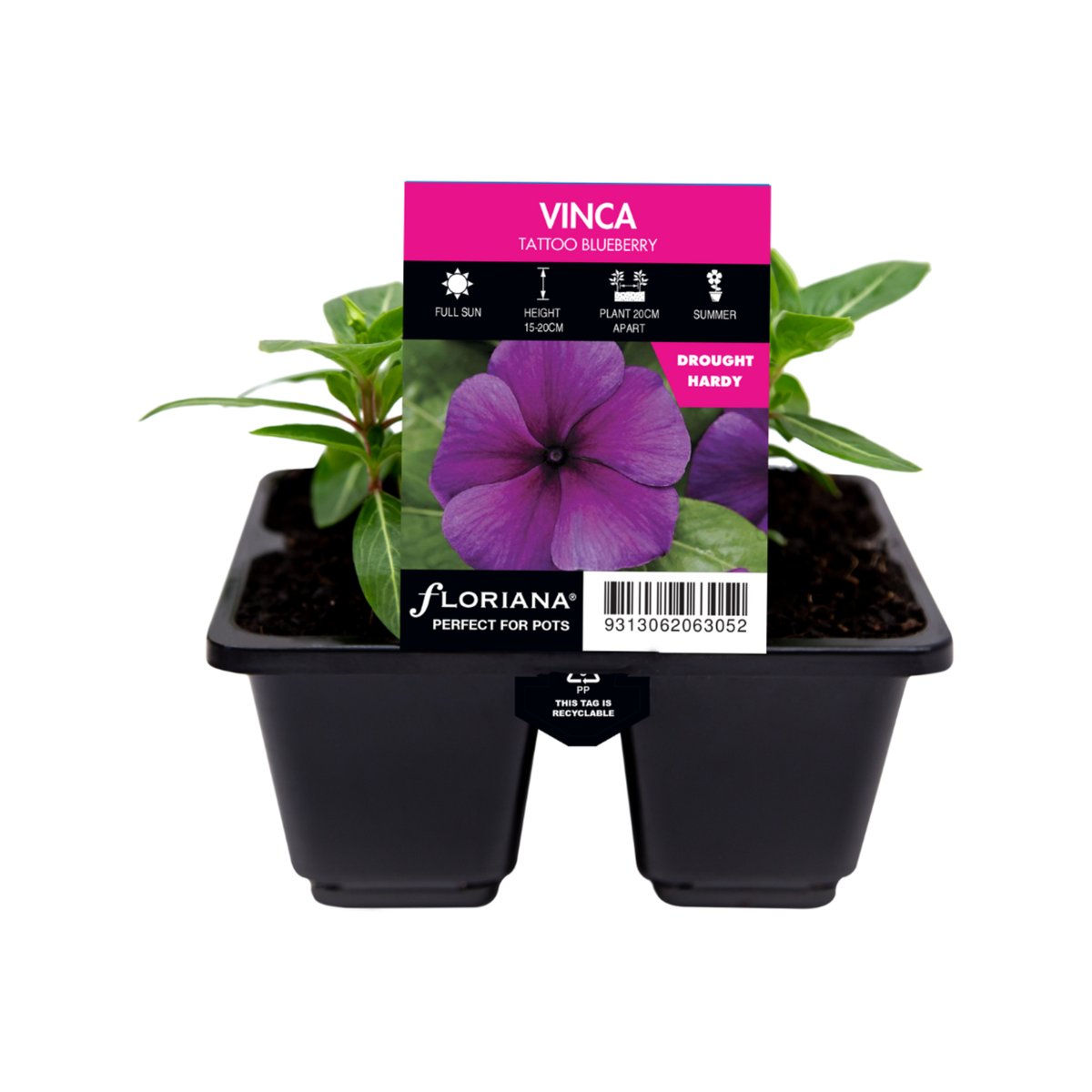 4 Cell Vinca Tattoo Blueberry - Vinca hybrid - Bunnings Australia