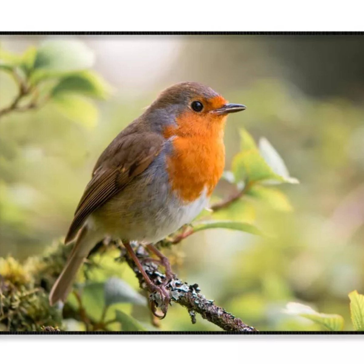 Bird On Tree Photograph View Print 100% Australian Made 120x90cm ...
