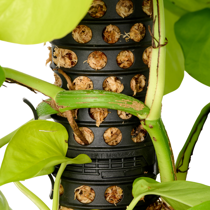 MAZE Moss Pole - 4 Pack with 2 Spikes - Bunnings Australia