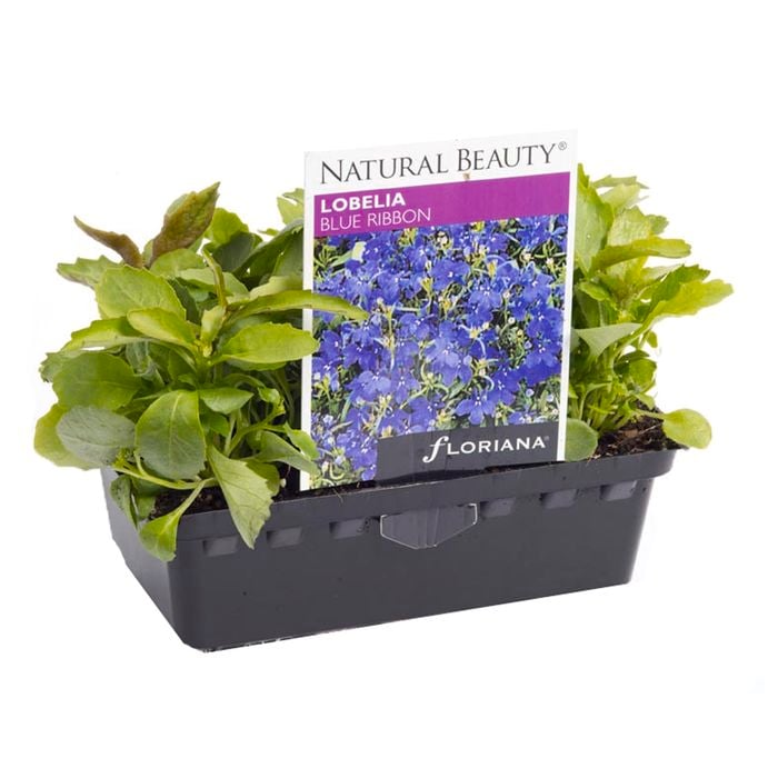 Punnet Lobelia Blue Ribbon - Lobelia erinus - Bunnings Australia