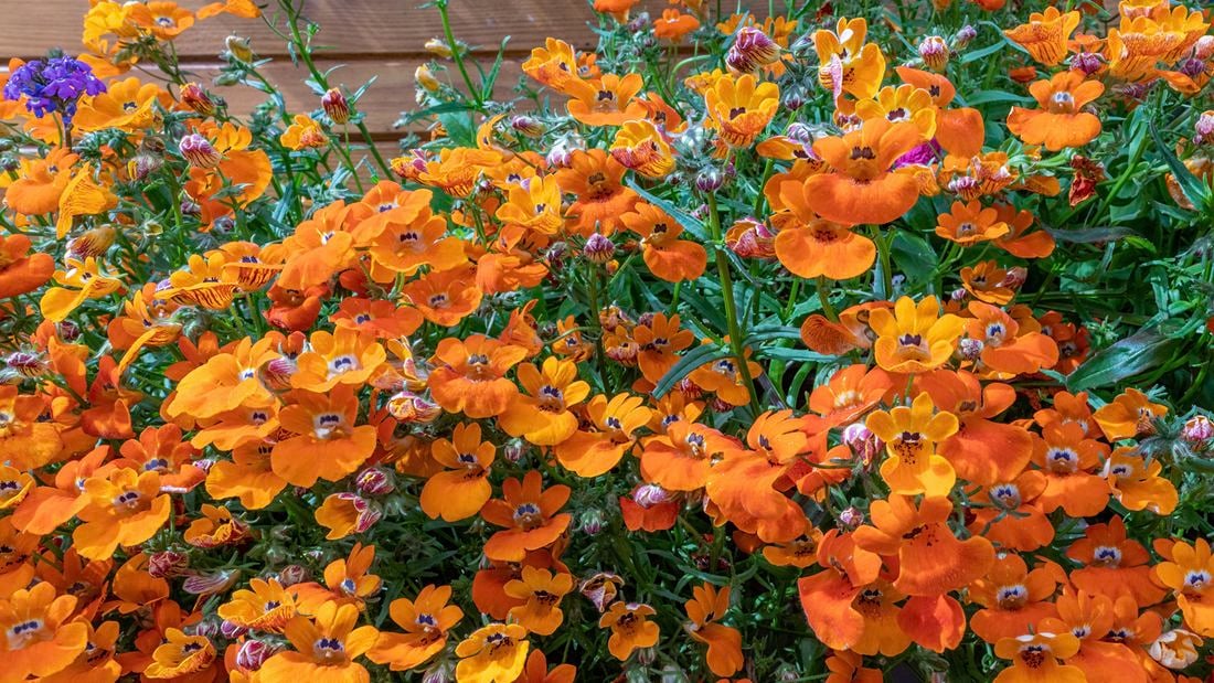 How To Grow Nemesia - Bunnings Australia