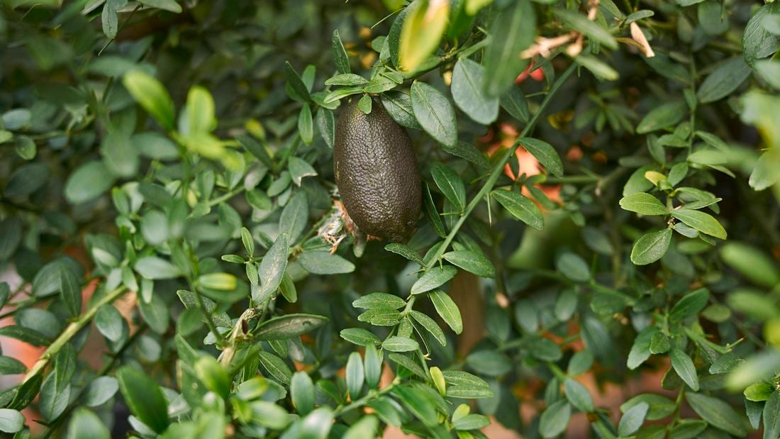 How To Grow Finger Limes - Bunnings New Zealand