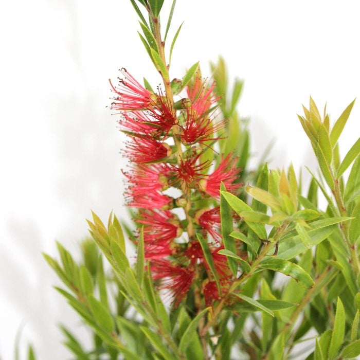 200mm Callistemon Slim - Callistemon viminalis - Bunnings Australia