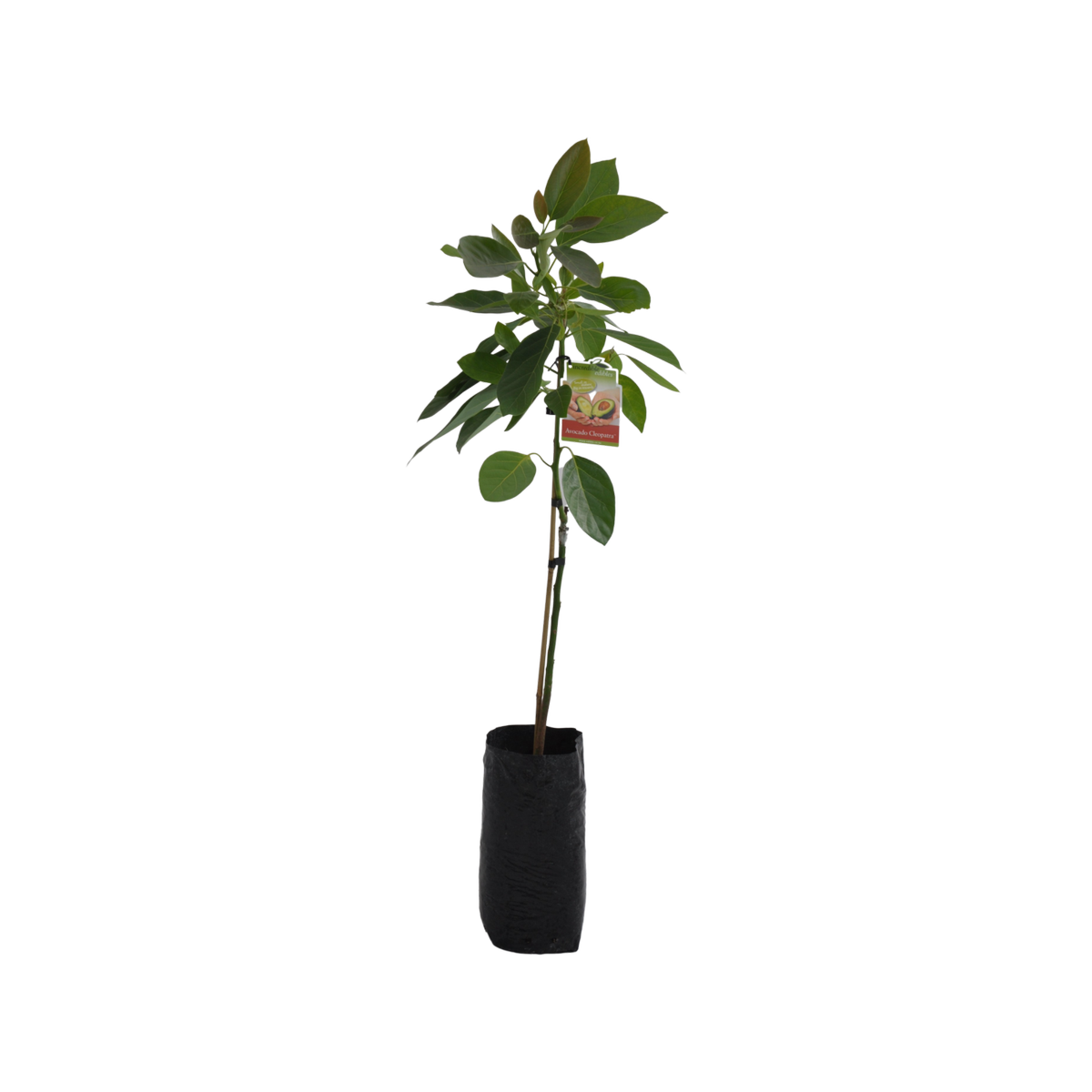 2.8L Planter Bag PB5 Avocado Cleopatra - Persea americana - Bunnings ...