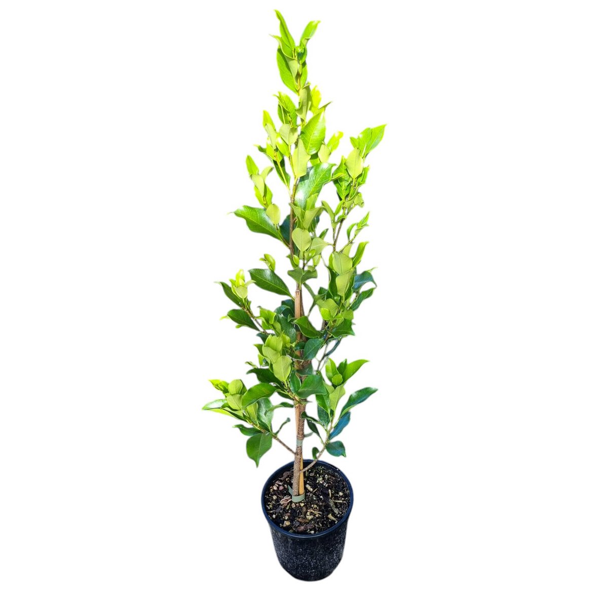 2L Tuffy Fig - Ficus tuffi - Bunnings New Zealand
