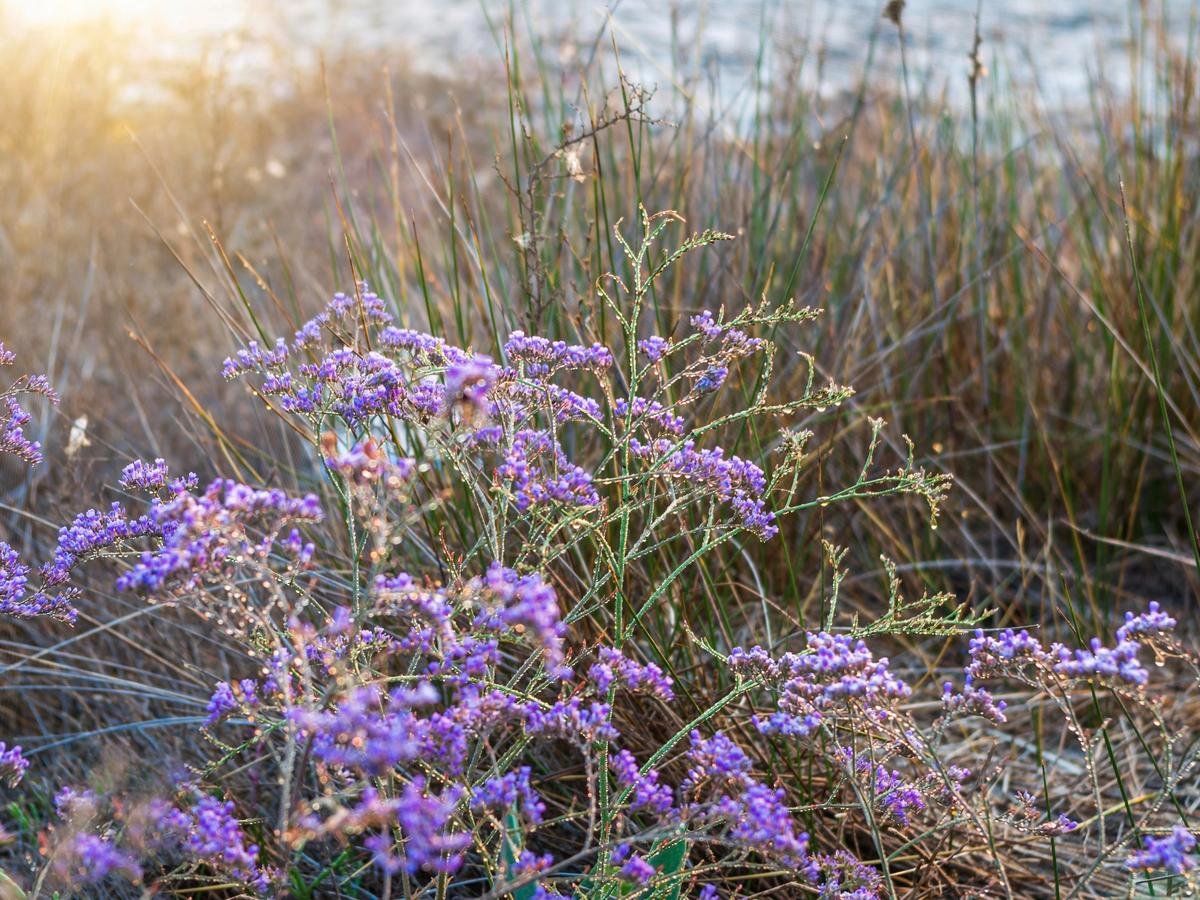 How To Grow And Care For Statice - Bunnings Australia