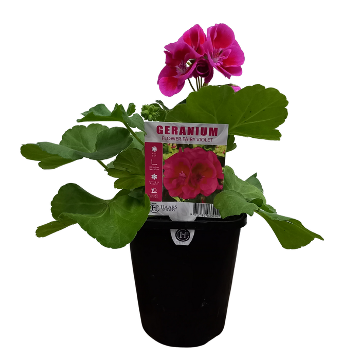 150mm Geranium Flower Fairy Violet - Pelargonium hortorum - Bunnings ...