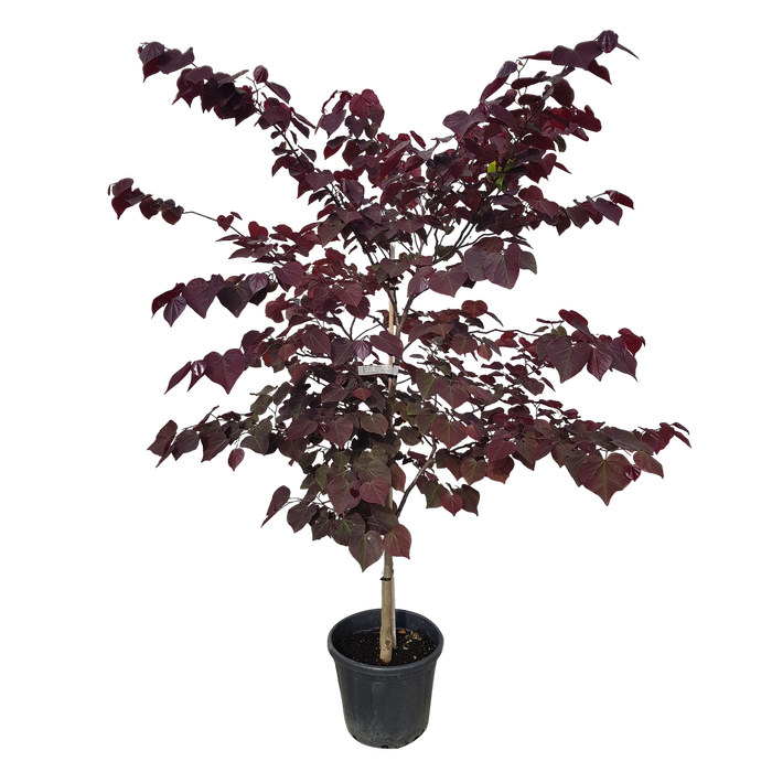 30L Eastern Redbud - Cercis canadensis Forest Pansy - Bunnings New Zealand
