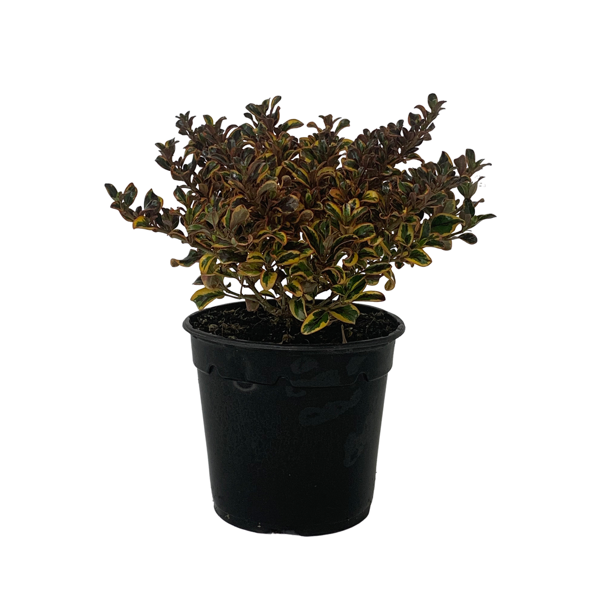 2.5L Coprosma - Coprosma golden Star - Bunnings New Zealand