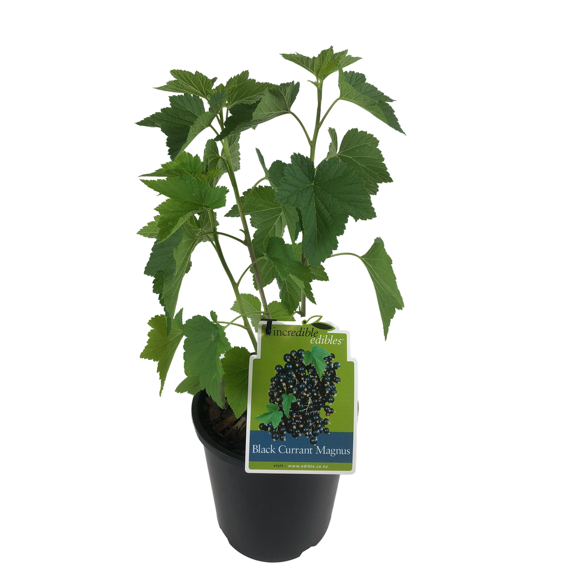 3L Blackcurrant Magnus - Ribes nigrum - Incredible Edibles Range ...