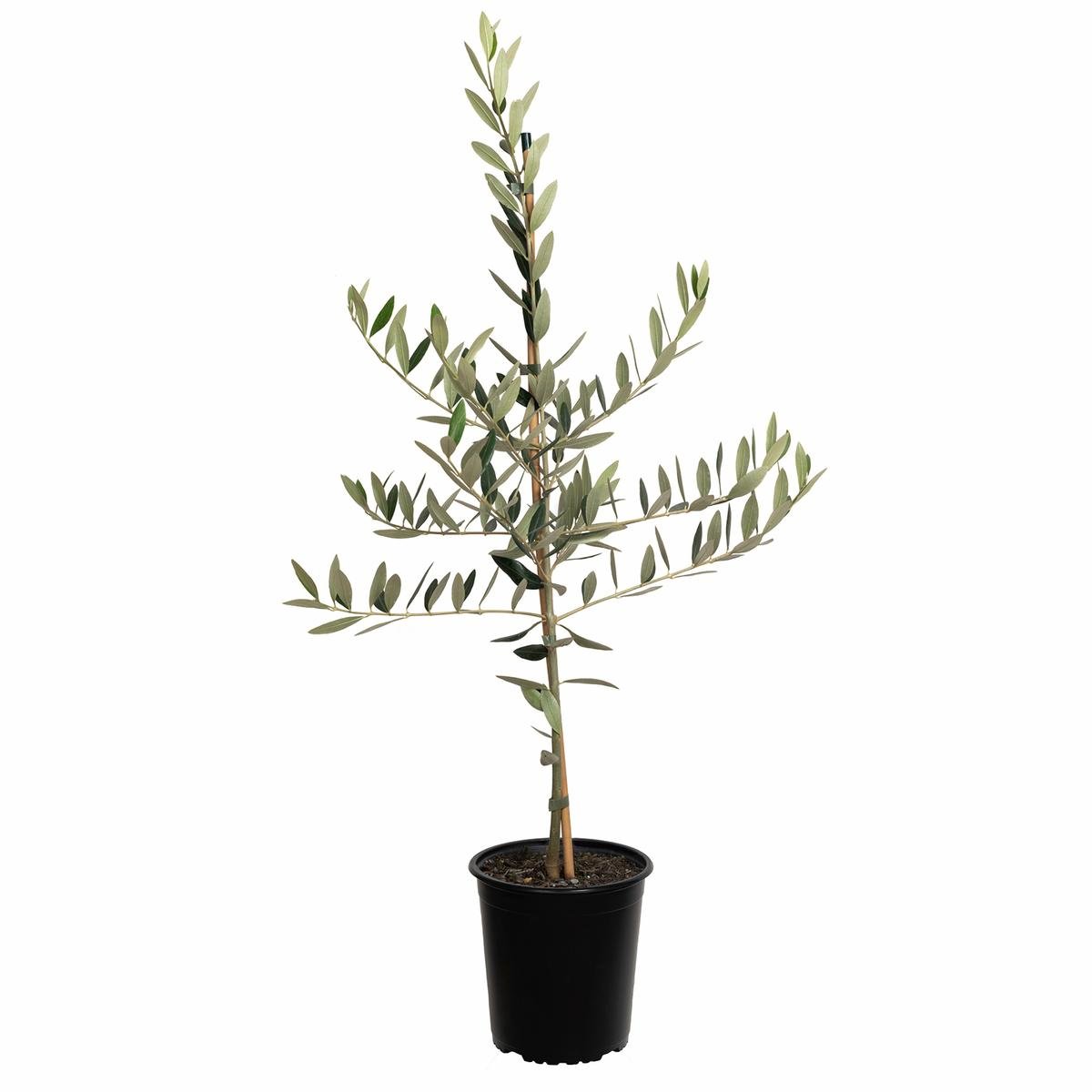 Plant Olive Picholine 3.5l - Bunnings New Zealand