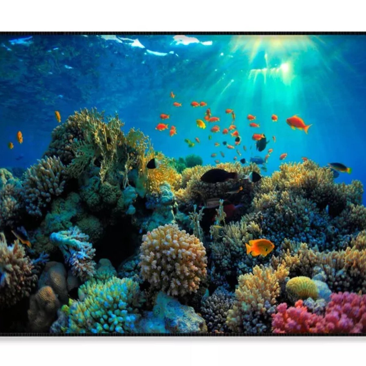 Beautiful Coral Reef and Mach Print 100% Australian Made 90x60cm ...