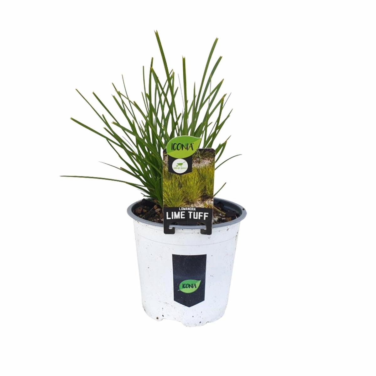 130mm Lime Tuff - Lomandra - Bunnings New Zealand