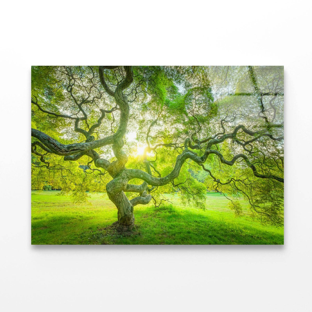 Japanese Maple Tree Print 100% Australian Made 50 x 40cm (Acrylic ...
