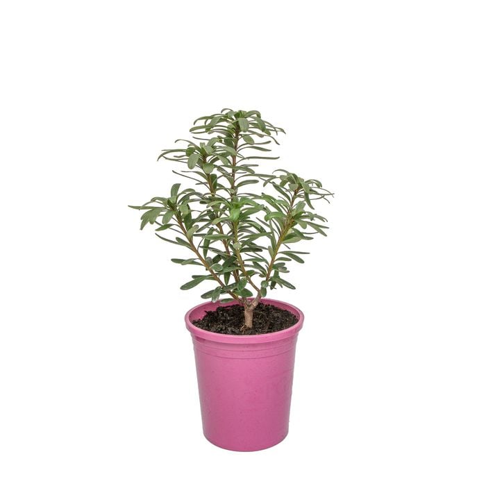 140mm Daphne Spring Pink Eternal Fragrance - Daphne transatlantica ...