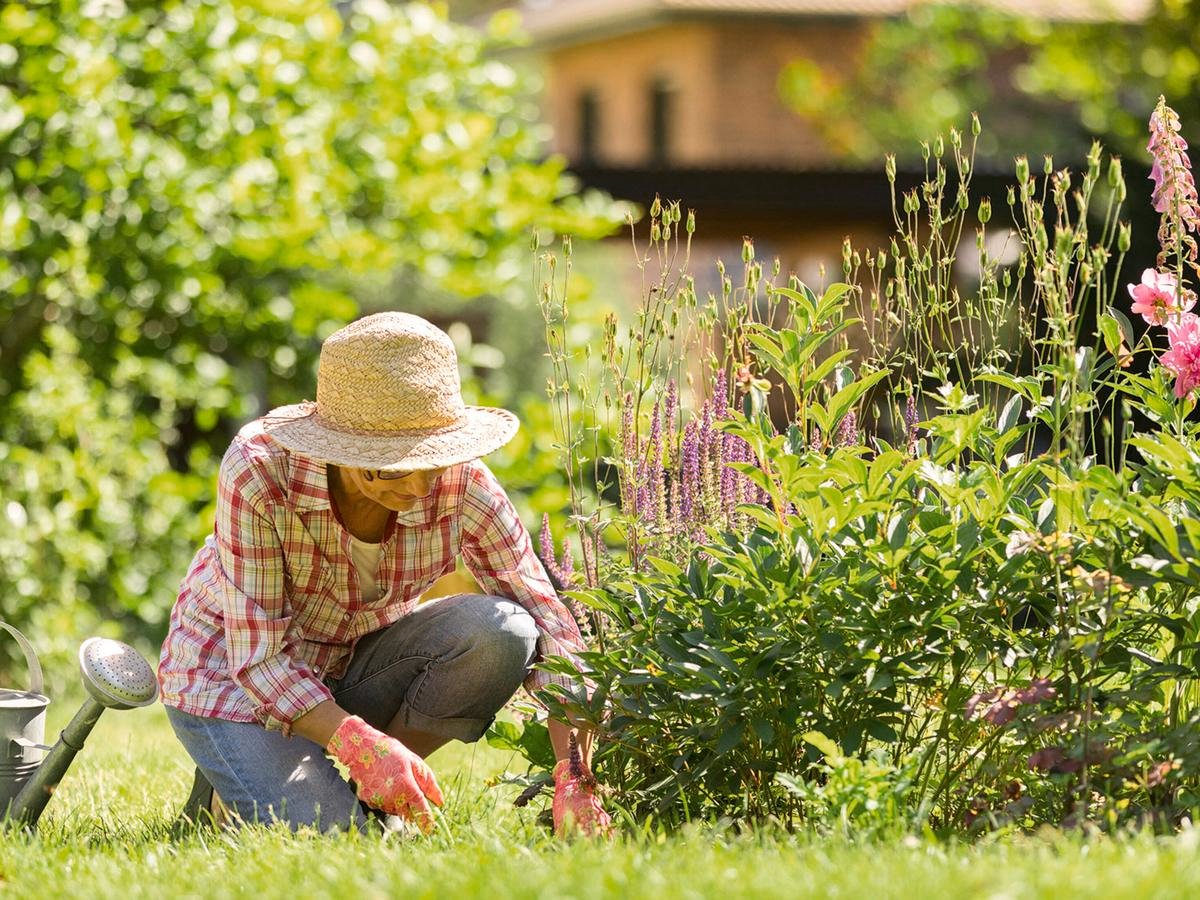 How To Use Yates’ Dynamic Lifter To Help Plants In Your Garden Thrive ...