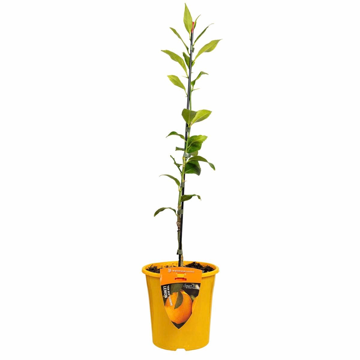 Plant Citrus Lemon Yen Ben 3.5l - Bunnings New Zealand
