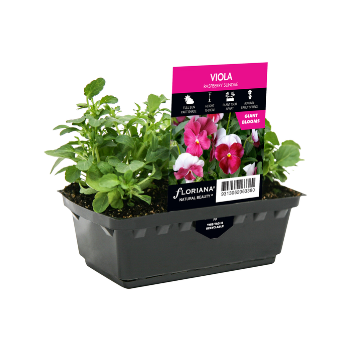 Punnet Raspberry Sundae - Viola - Bunnings Australia