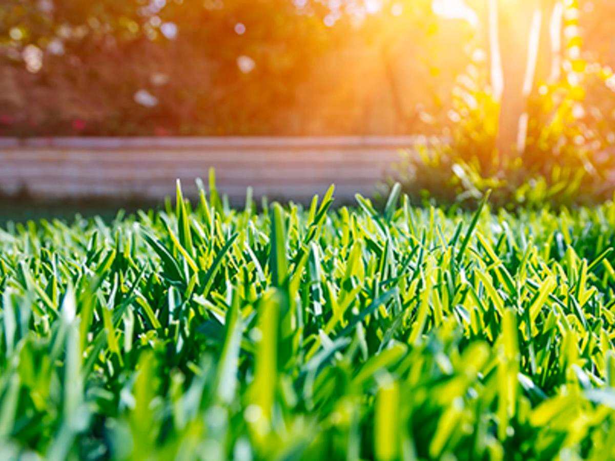 Turf, Grass & Lawn Care - Seeds & Fertiliser - Bunnings New Zealand