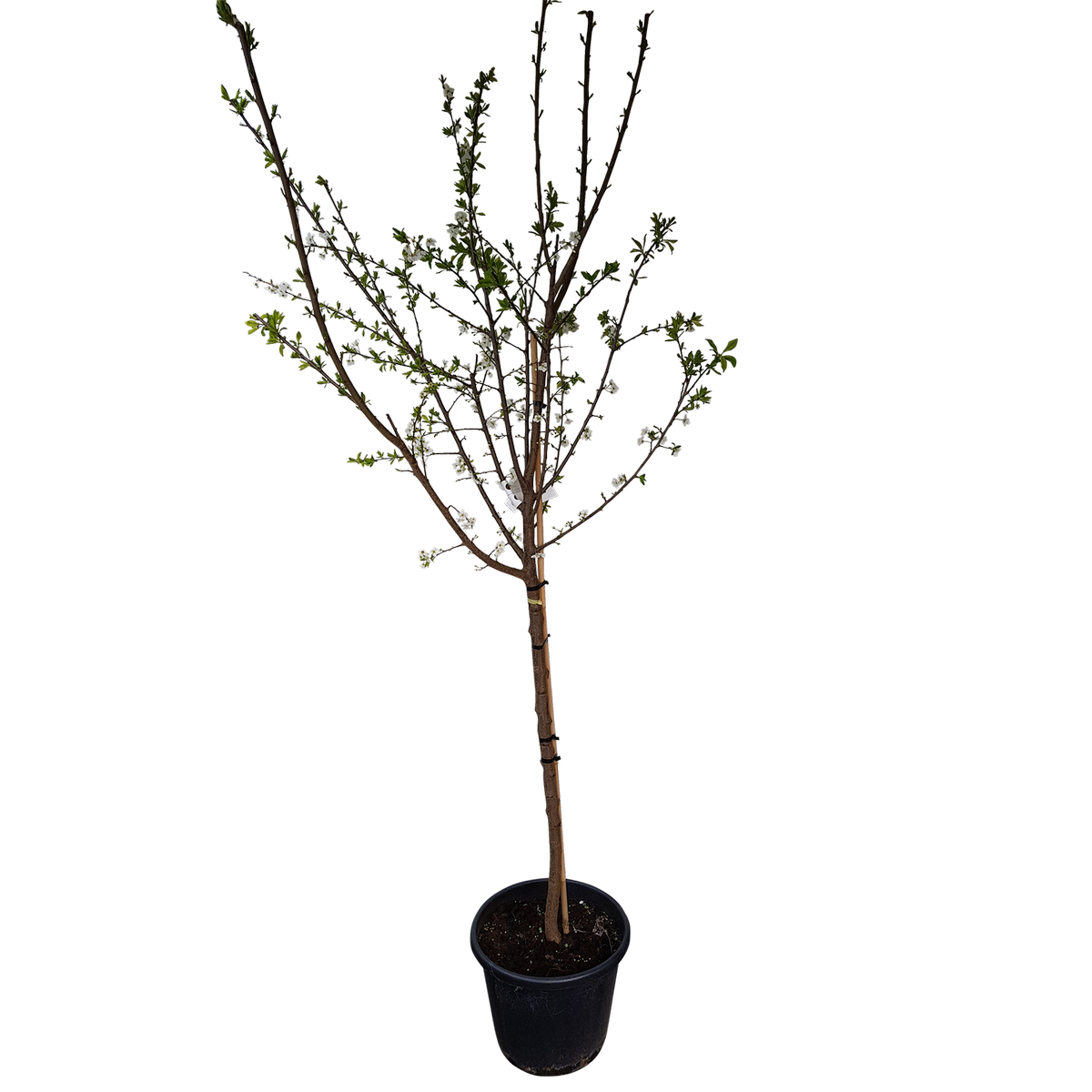 30L Prunus domestica Plum Tree - Bunnings New Zealand
