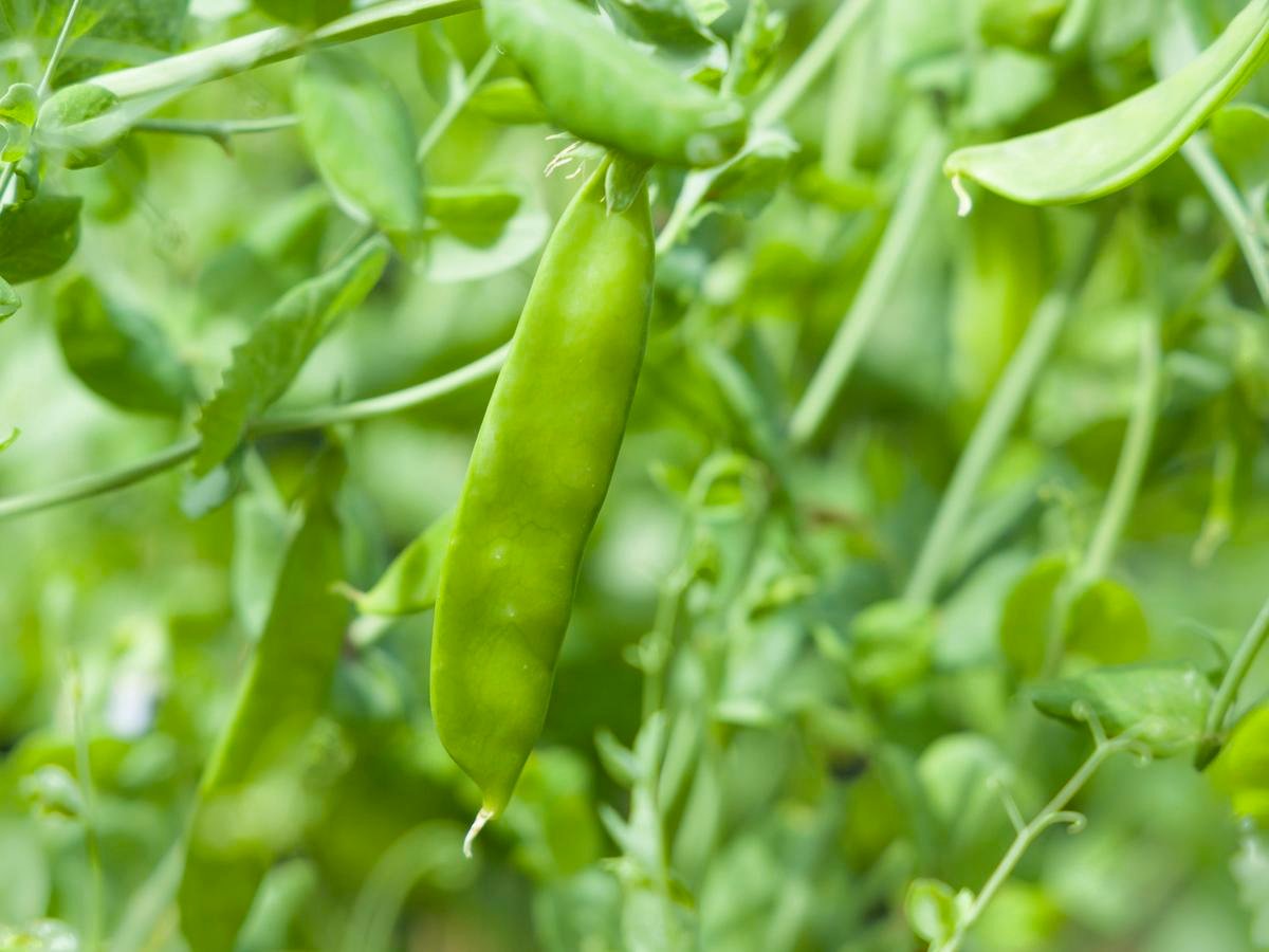 How To Grow, Care For And Harvest Snow Peas - Bunnings Australia