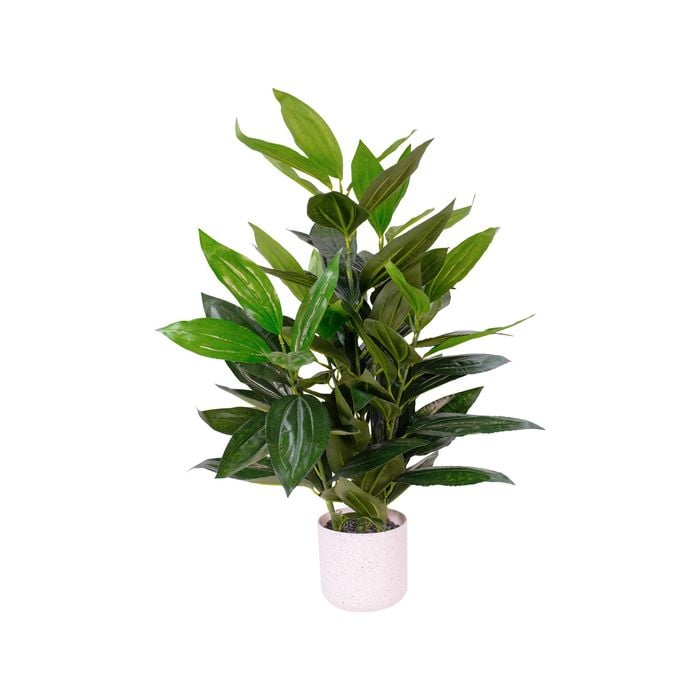Peace lily bunnings store