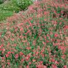 140mm Pink Sunrose - Helianthemum nummularium - Bunnings Australia