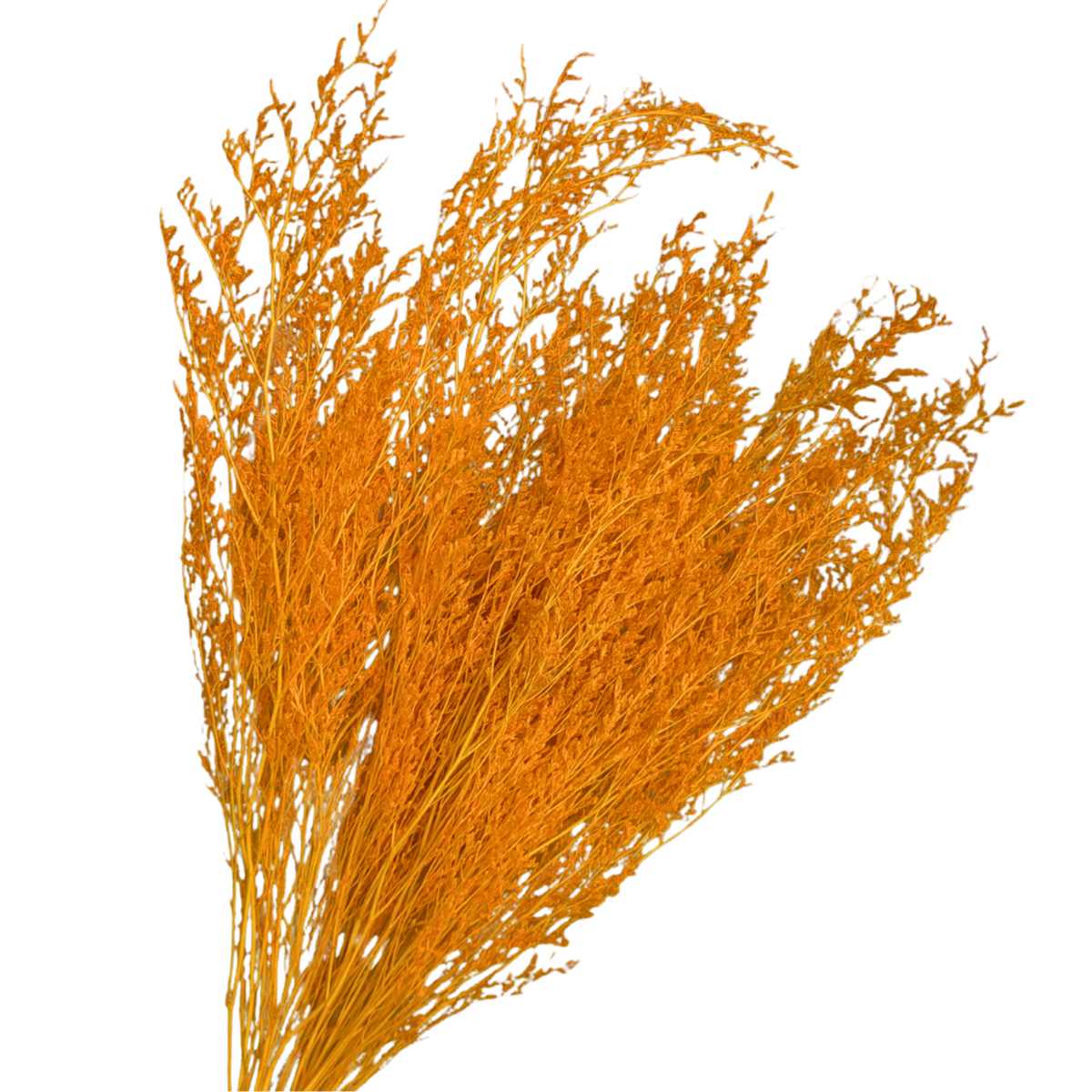 Blooms Of Joy 70cm Orange Preserved Limonium Caspia Flowers - Bunnings ...