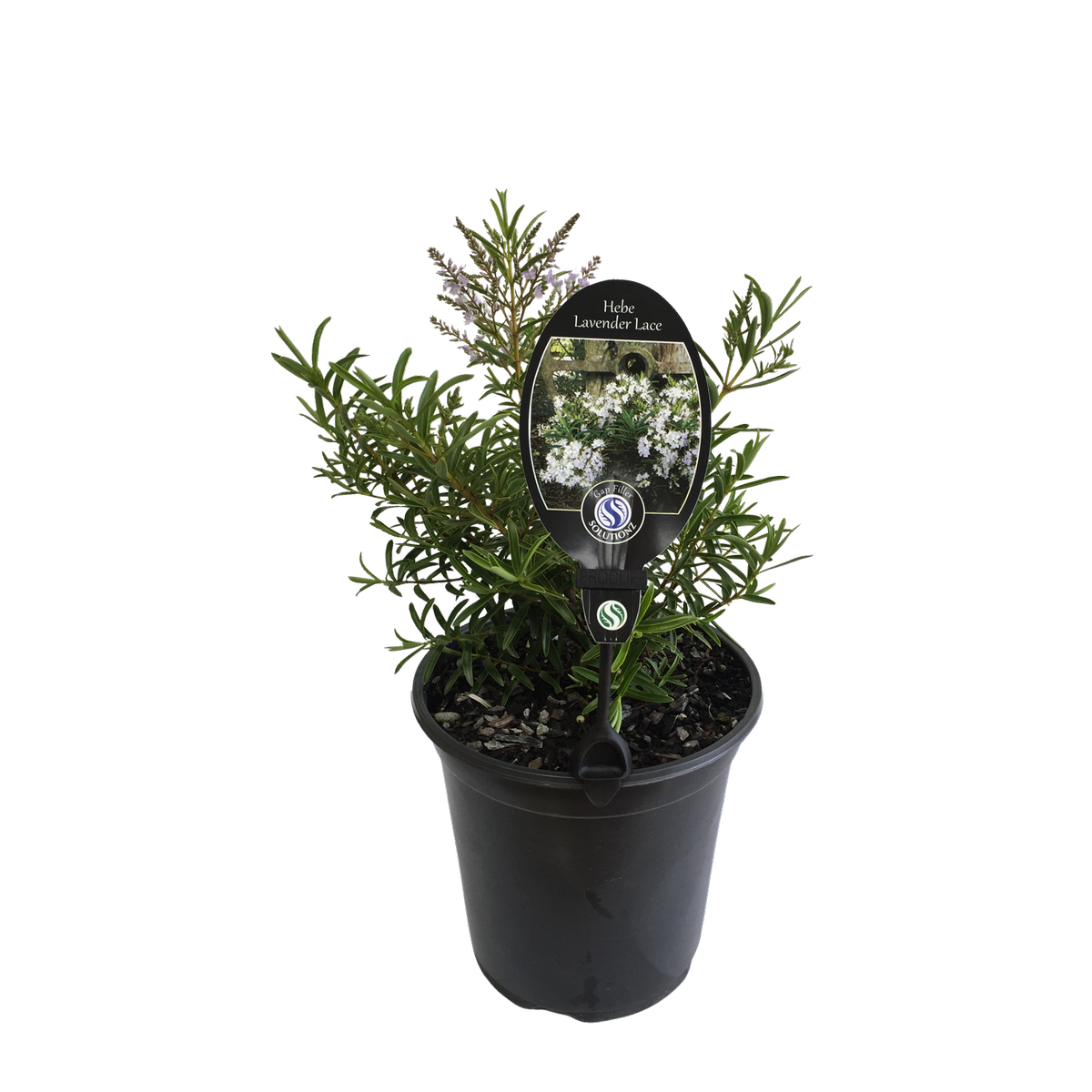3.5L Hebe Lavender Lace - Veronica parviflora Lavender - Bunnings New ...