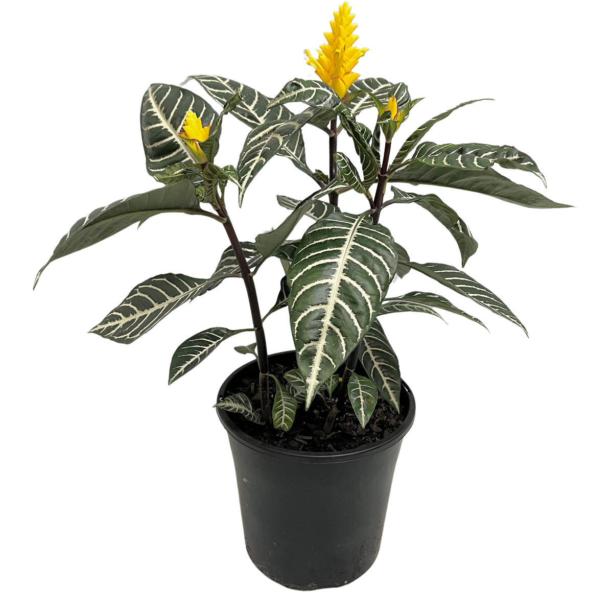 200mm Zebra Plant - Aphelandra squarrosa - Bunnings Australia
