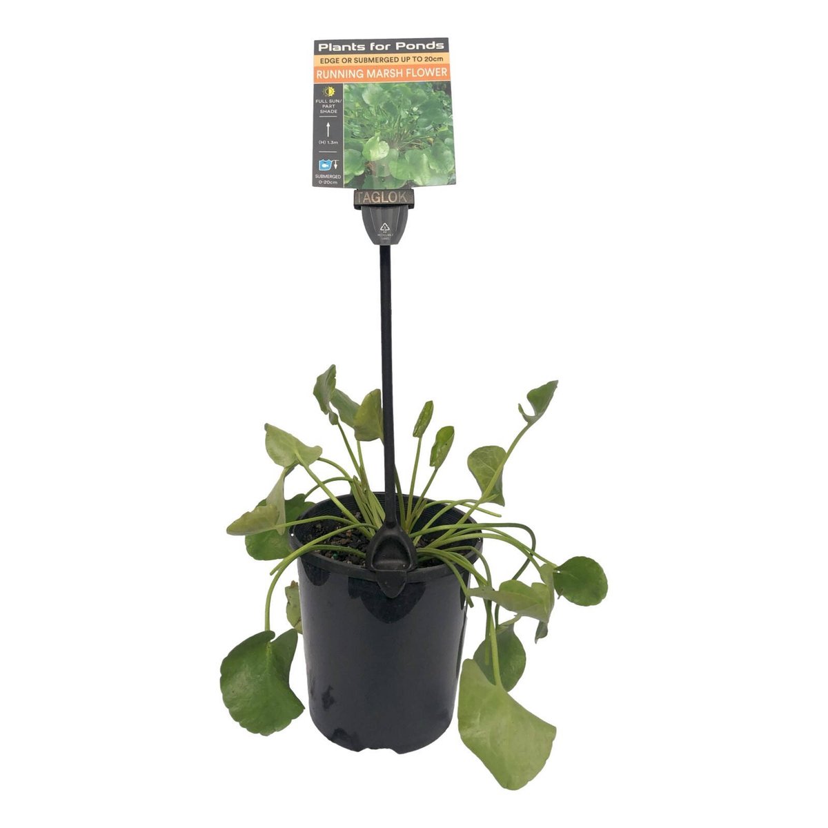 Plants for Ponds - 125mm Running Marsh Flower - Bunnings Australia