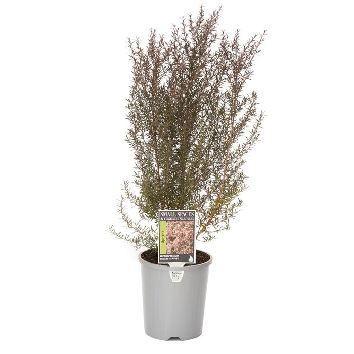 140mm Kiwi Dwarf Tea Tree - Leptospermum scoparium - Bunnings Australia