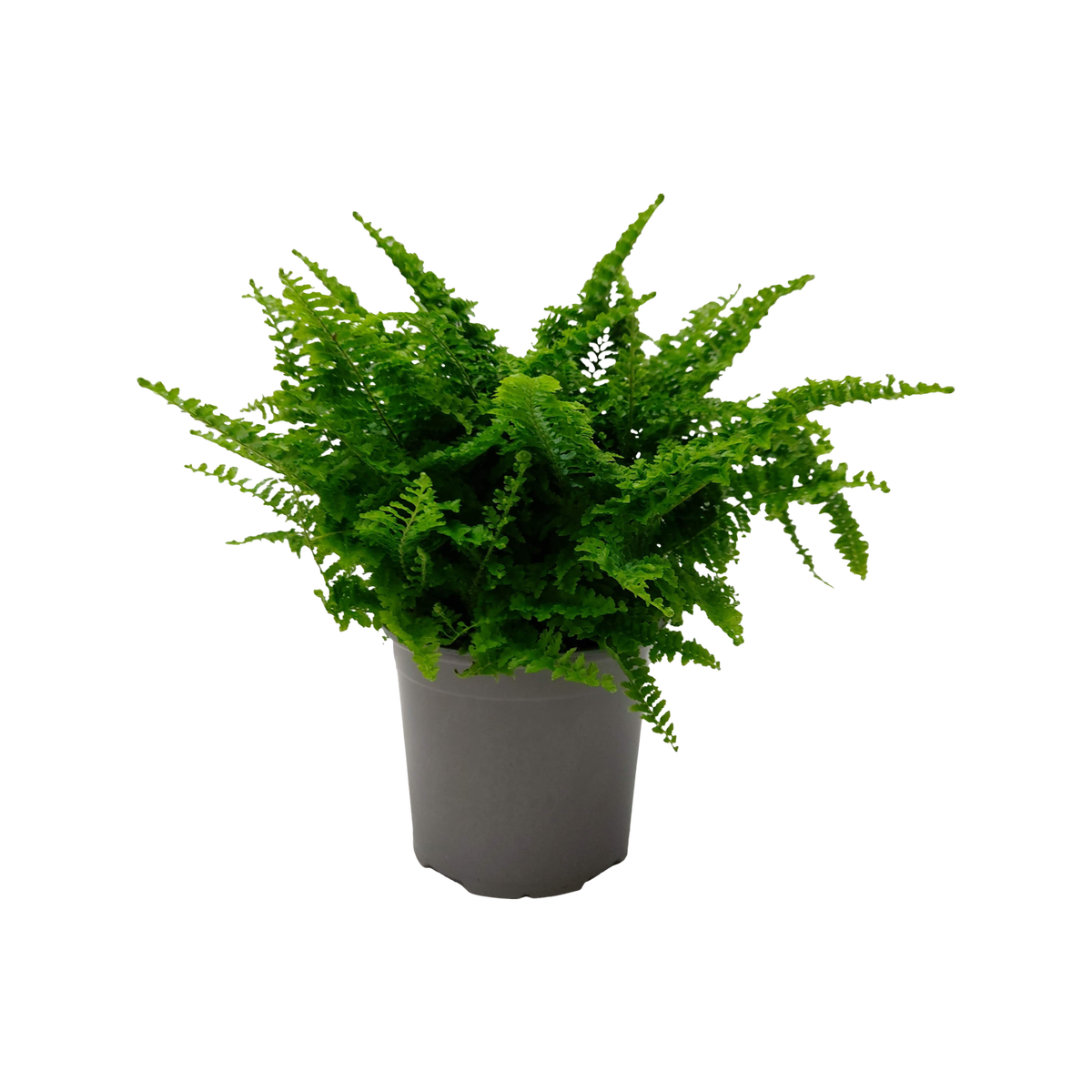 120mm Fluffy Ruffles Fern - Nephrolepis exaltata - Bunnings New Zealand