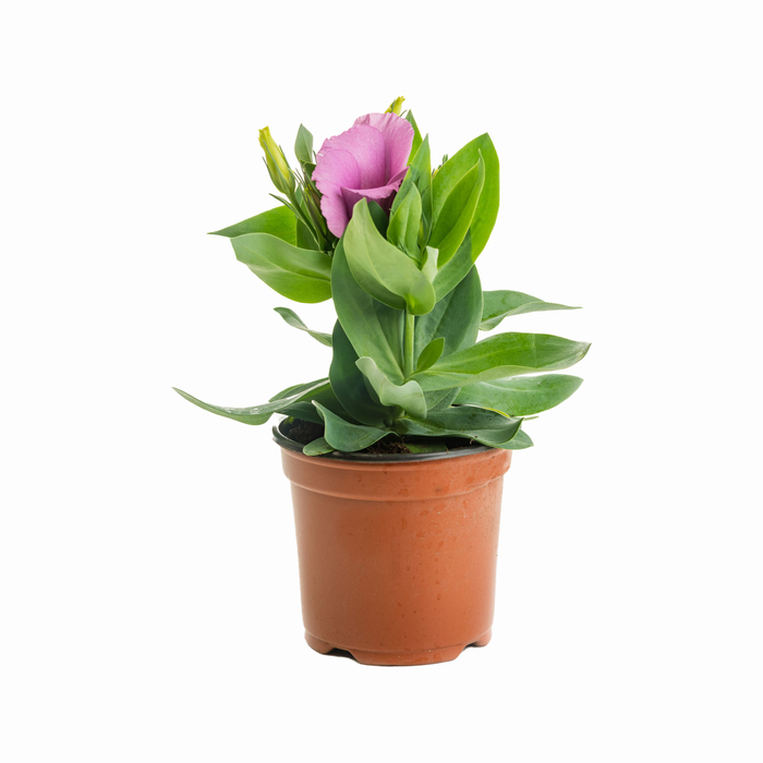 100mm Lisianthus - Eustoma grandiflorum - Potted Colour - Bunnings ...