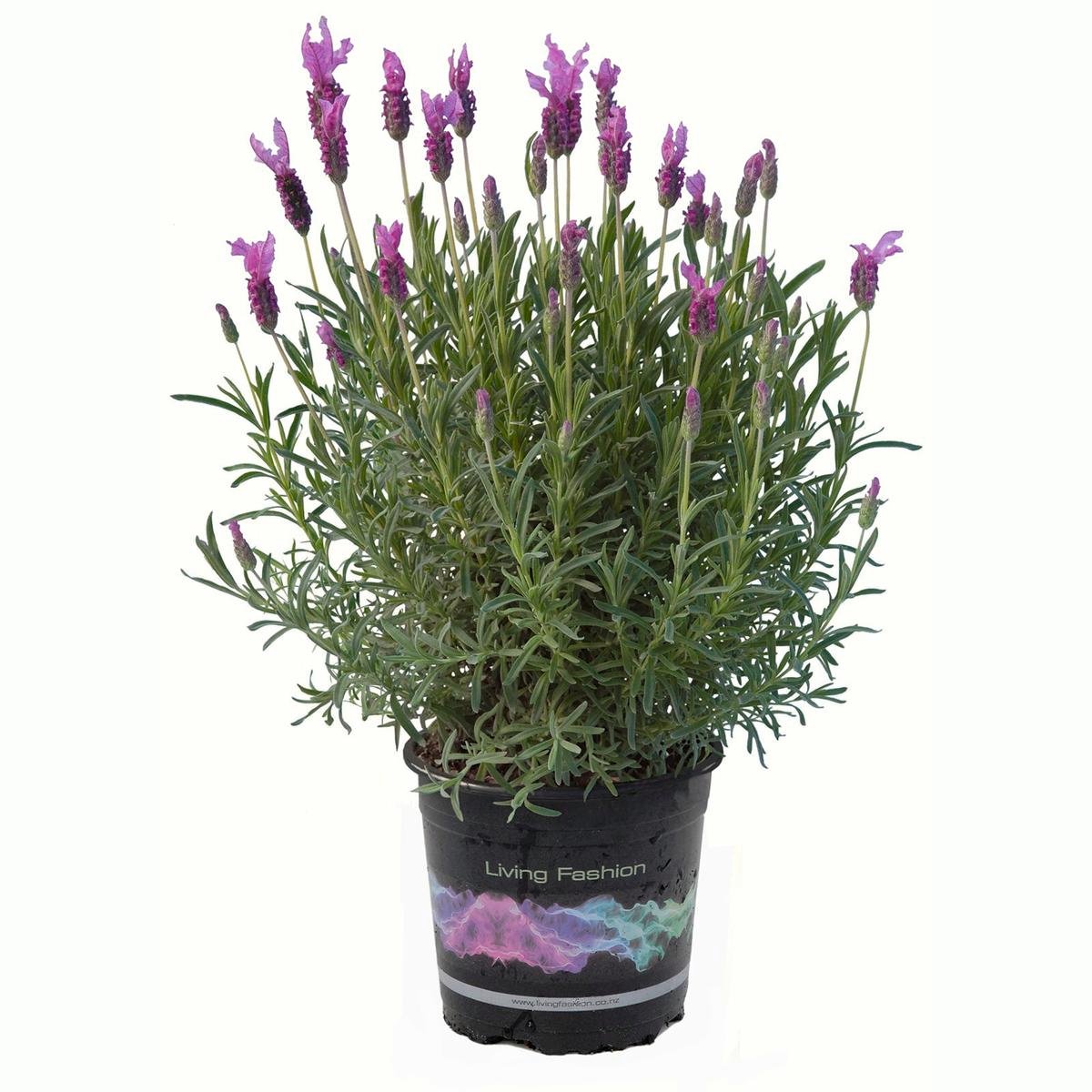 1.5L Pink Princess Lavender - Lavandula pedunculata - Bunnings New Zealand