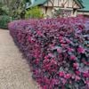 140mm Loropetalum Little China Ruby - Bunnings Australia