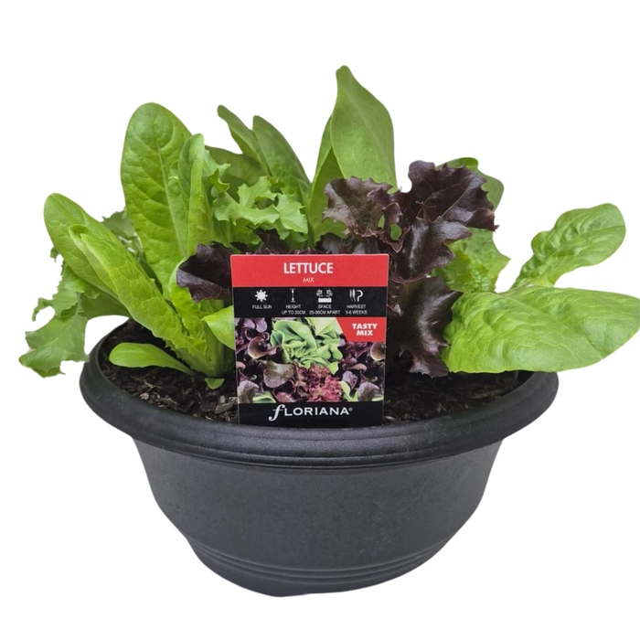 300mm Bowl Lettuce Mix - Lactuca sativa - Bunnings Australia
