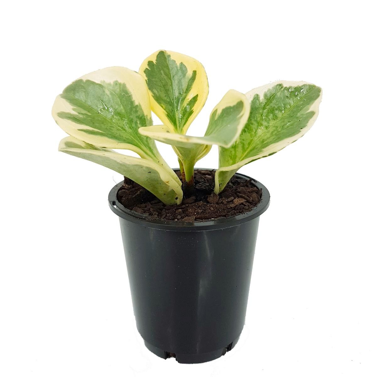 70mm Pepper Face Plant - Peperomia obtusifolia Albo Variegata ...