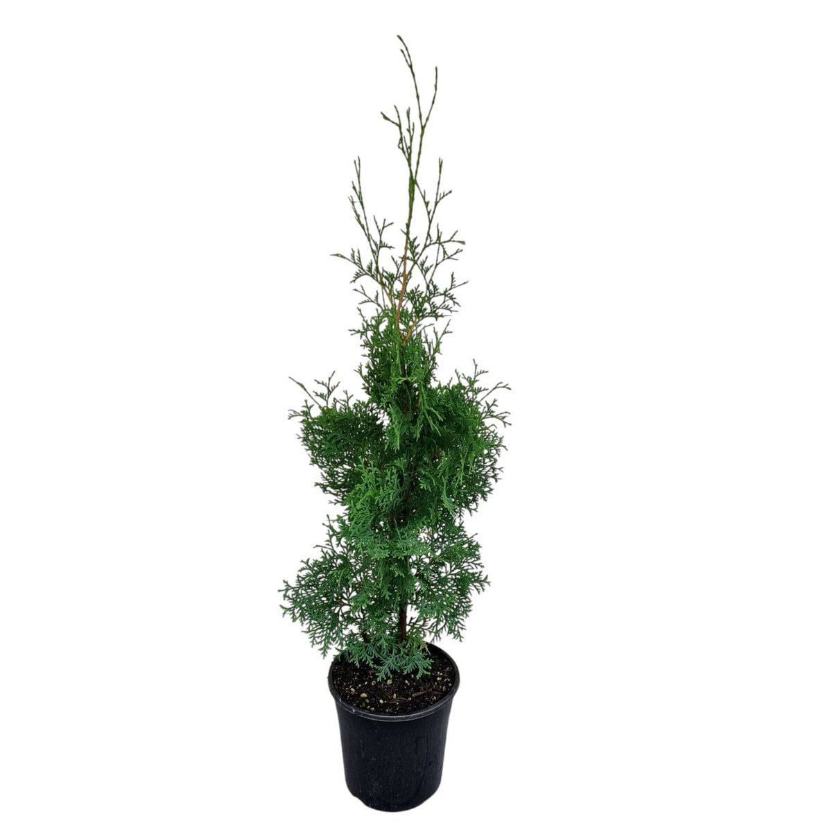 4L Pyramid Arborvitae (Tree of Life) - Thuja Pyramidalis - Bunnings New ...