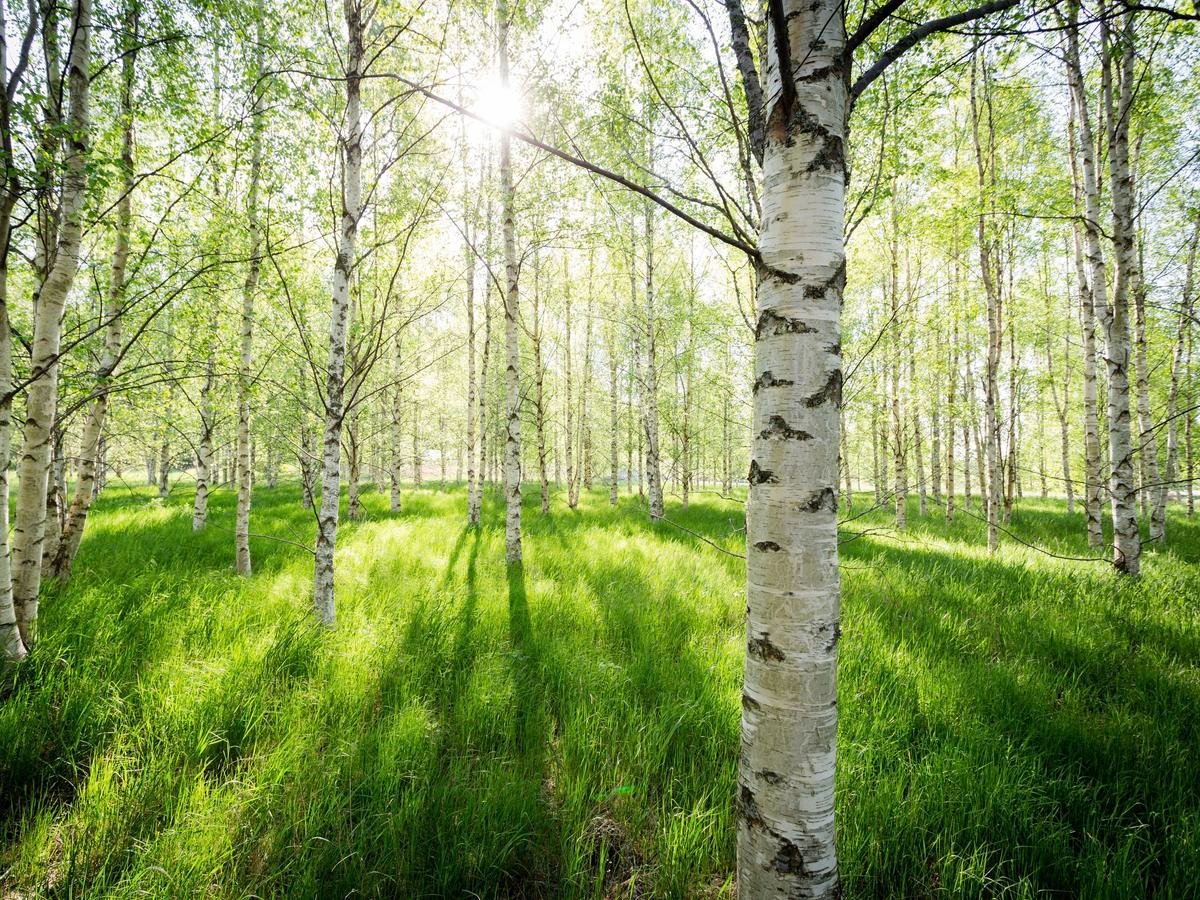 How To Grow A Birch Tree - Bunnings Australia