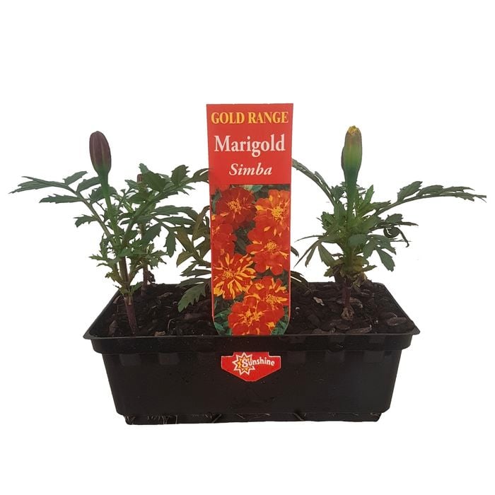 Punnet Marigold Simba- Gold Flower Range - Bunnings Australia