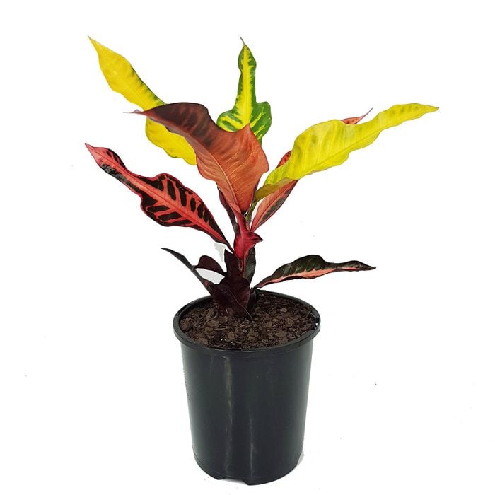 70mm Croton Tanimbar - Codiaeum variegatum - Bunnings Australia
