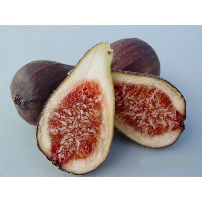 3L Fig Brunoro Black - Ficus carica - Incredible Edibles Range ...